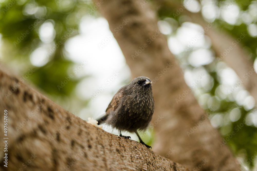 Bird eating on a tree brach Stock Photo | Adobe Stock