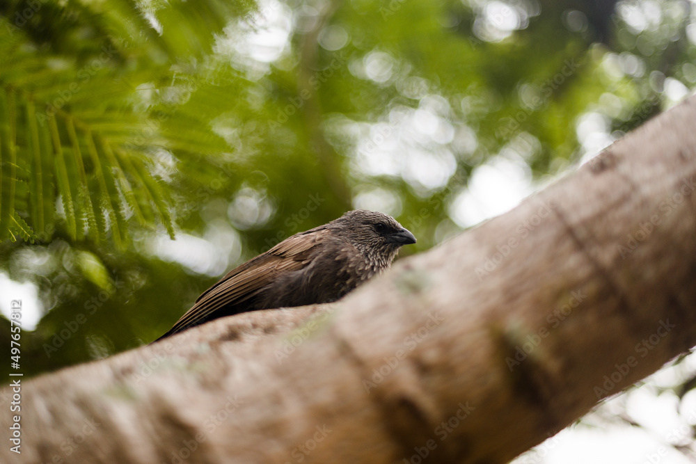 Standing bird on a tree Stock Photo | Adobe Stock
