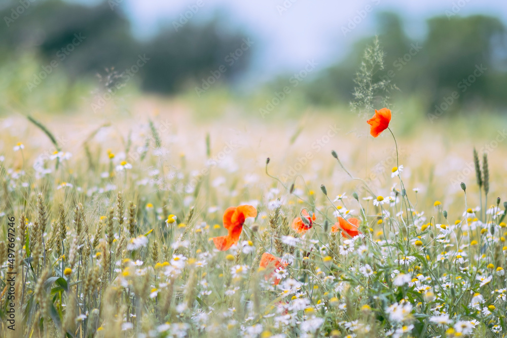 Poppy flower field Stock Photo | Adobe Stock