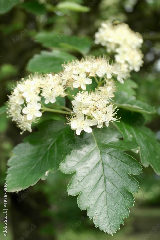 Foto de white flowers of Sorbus intermedia, the Swedish whitebeam do Stock | Adobe Stock