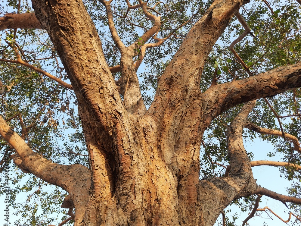 Giant peepal tree in India. It's other name bodhi tree, pippala tree ...
