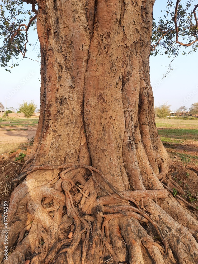 Giant peepal tree in India. It's other name bodhi tree, pippala tree ...