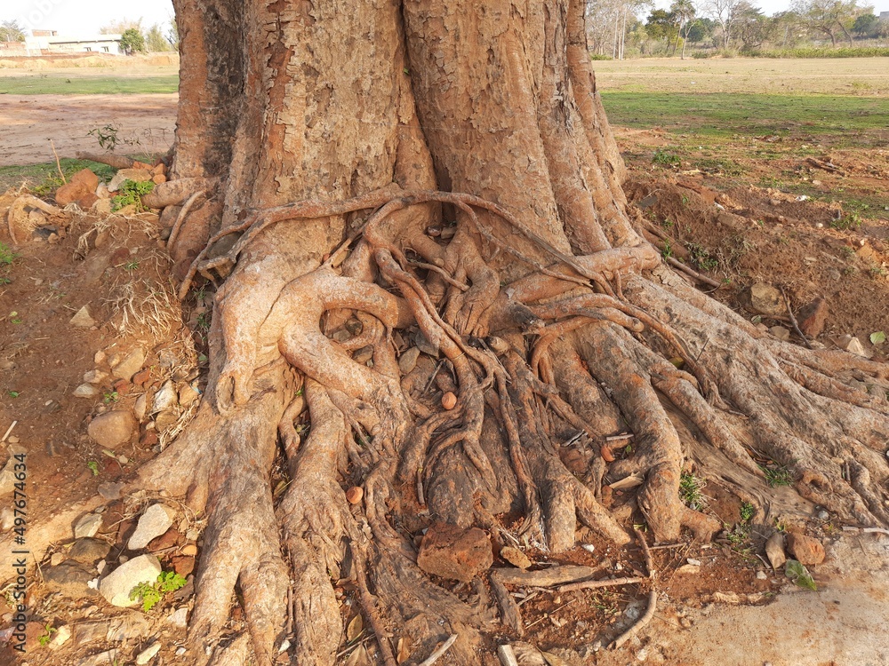peepal tree roots in India. It's other name bodhi tree, pippala tree ...