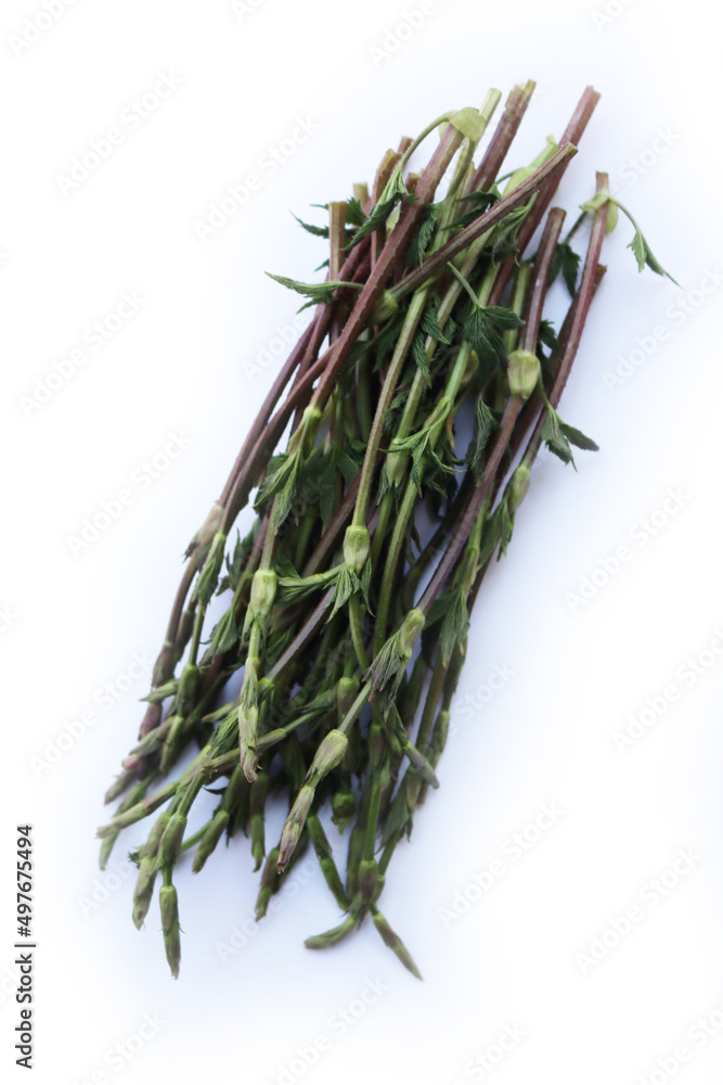 Bunch of Hop buds isolated on white background, also called in italian ...