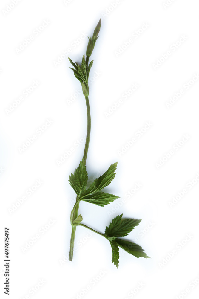 Hop buds isolated on white background, also called in italian ...