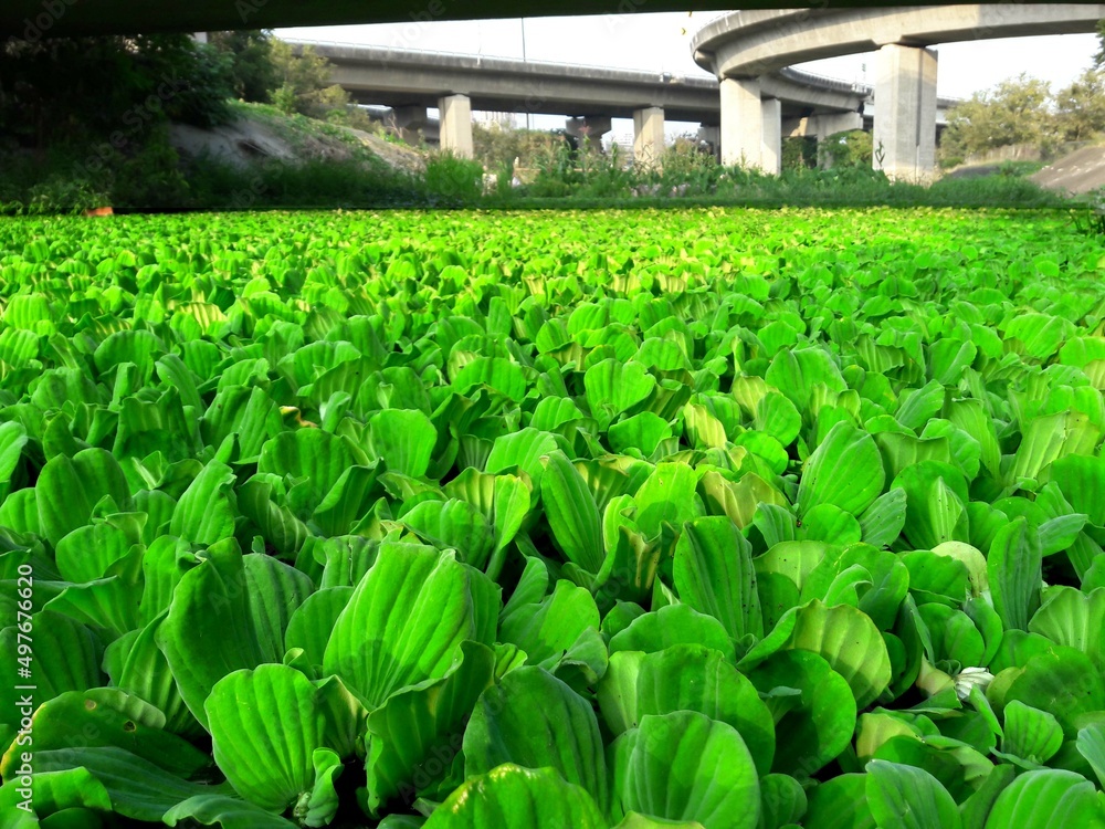 Pistia stratiotes Linn, growing fast and covering the lake. Daping is a ...