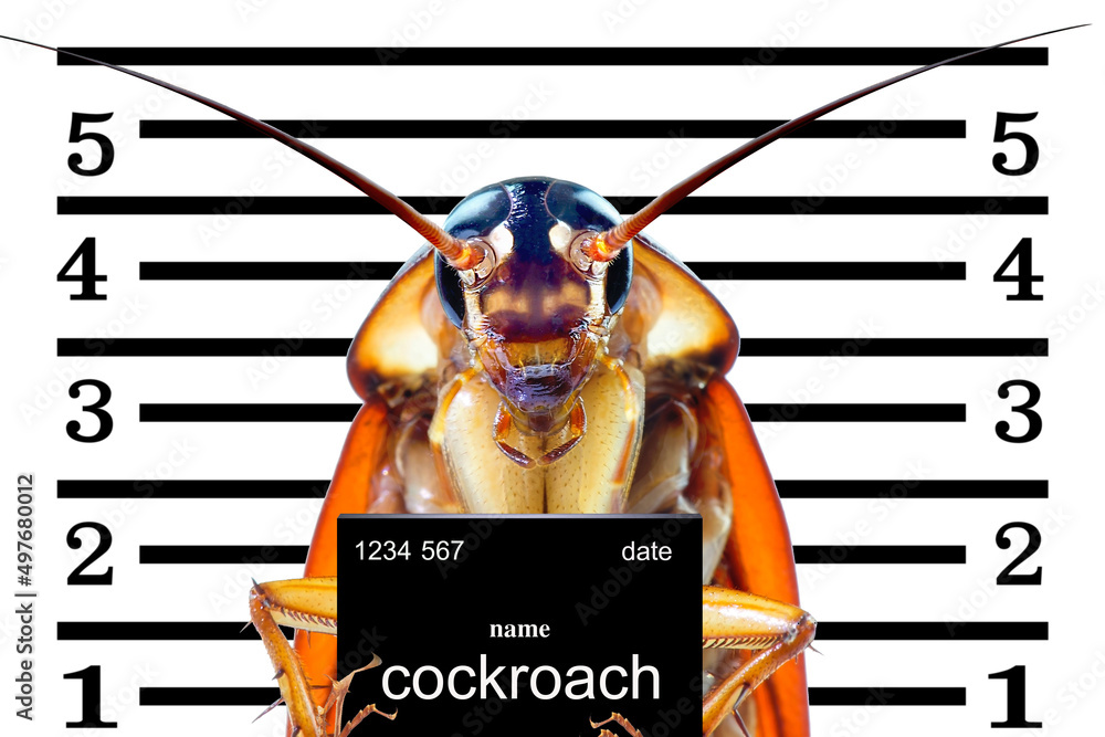 Image of cockroaches arrested.The charges against ,Mr cockroaches ...