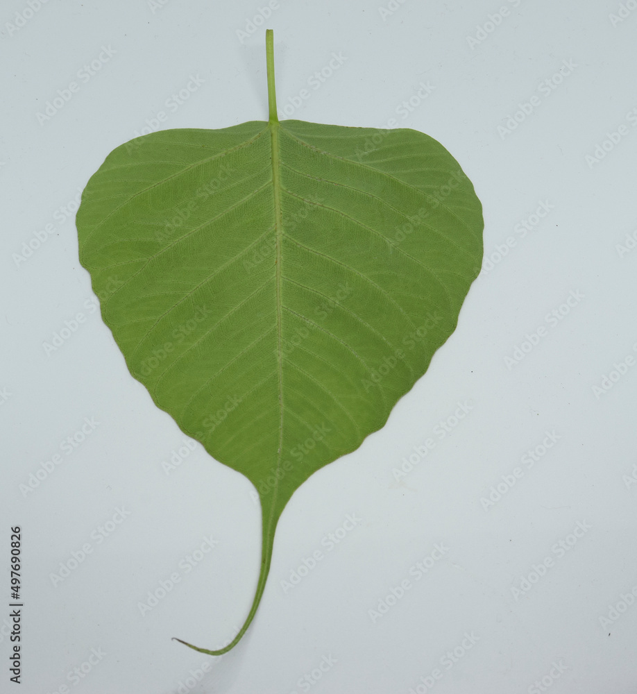 Pipal Tree (Ficus religiosa) leaf. with white background Stock Photo ...