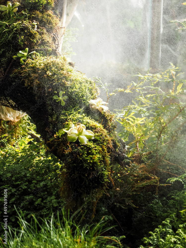 vegetation high humidity climate. moss close-up, fog and water. Stock ...