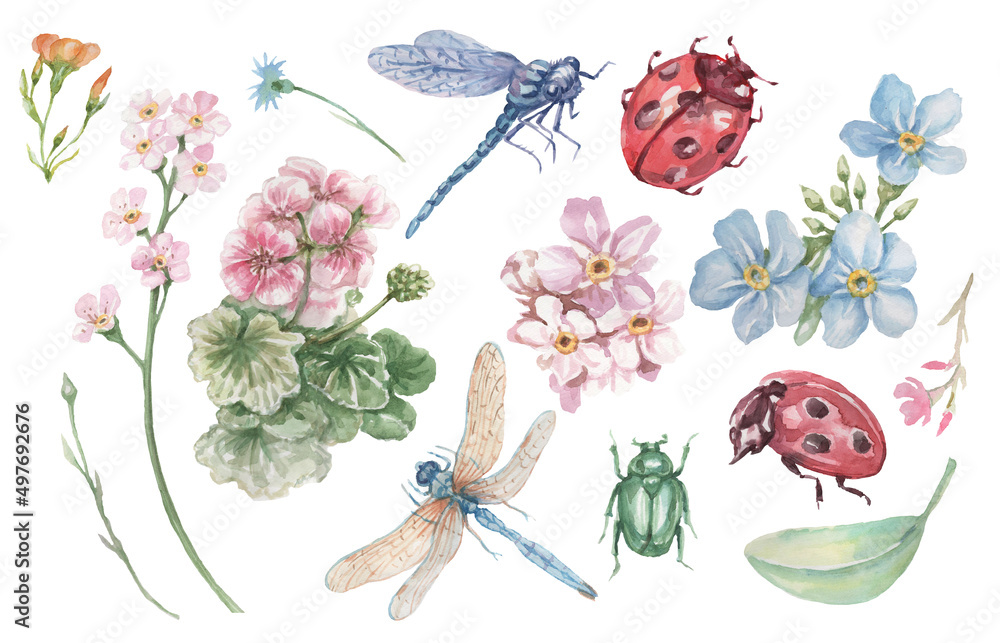 dragonfly beetle ladybug insects and flowers geranium and forget-me ...