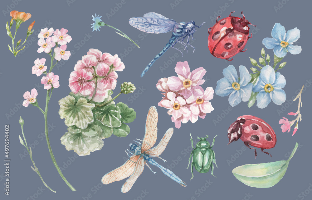 dragonfly beetle ladybug insects and flowers geranium and forget-me ...