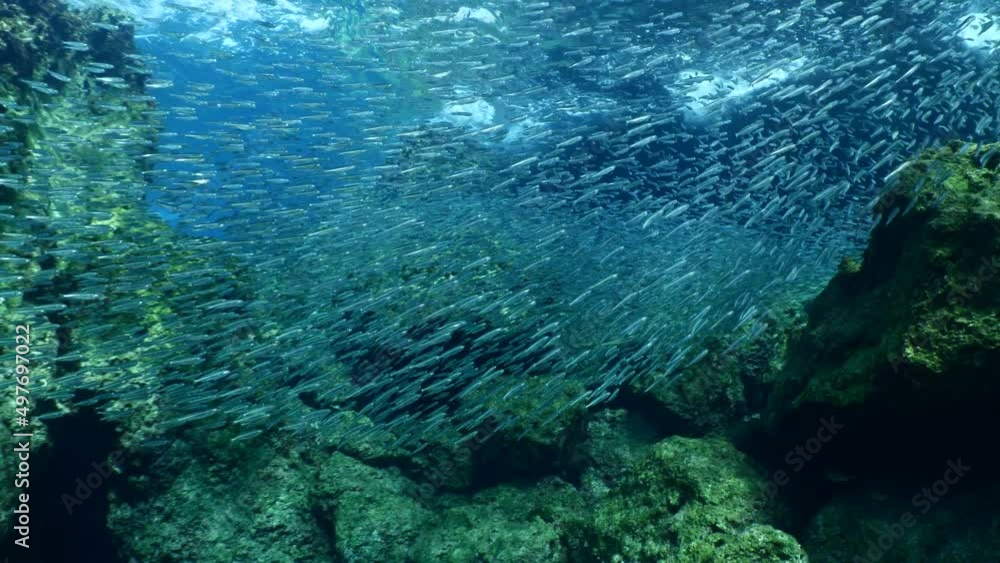 silversides hiding behind secret rocks under sun shine and beams ...