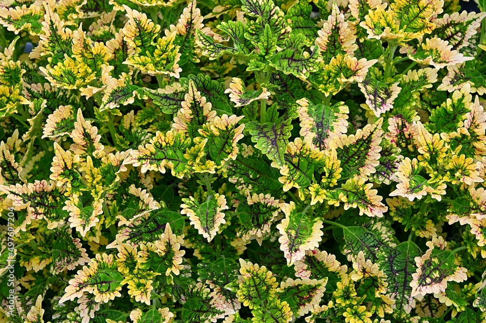 Coleus blumei solenostemon kong empire Stock Photo | Adobe Stock
