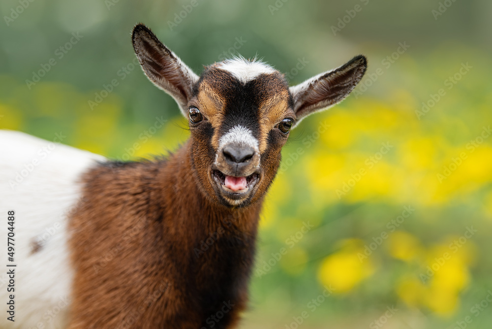 Little lovely baby goat in summer. Farm animals. Stock Photo | Adobe Stock