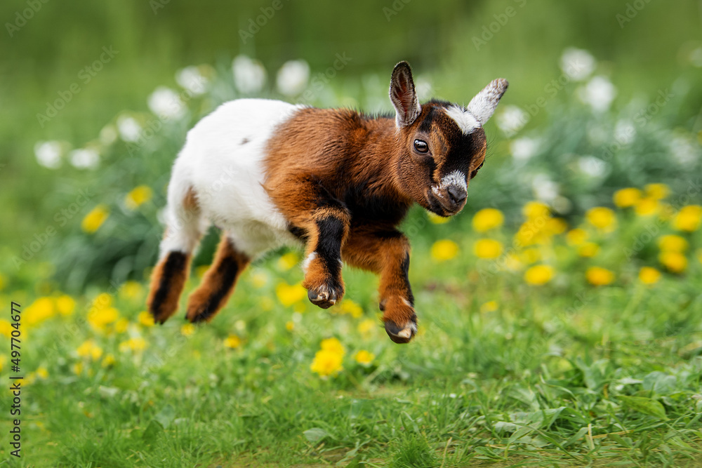 Jumping Baby Goats