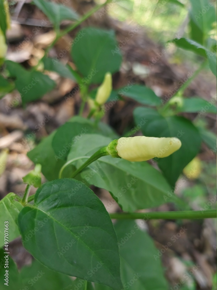 pimento. Kochchi chilli pods. A spicy chili pod. These are used to make ...