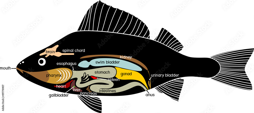 Internal anatomy of fish. Educational material with structure of perch ...