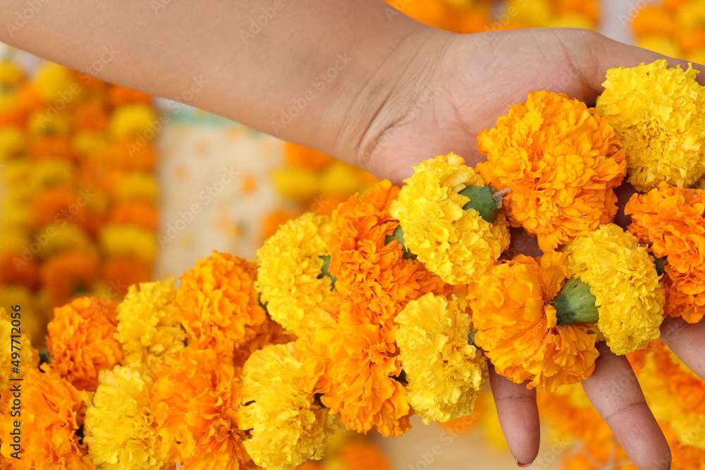 Beautiful marigold flowers Garland on black background Stock Photo ...