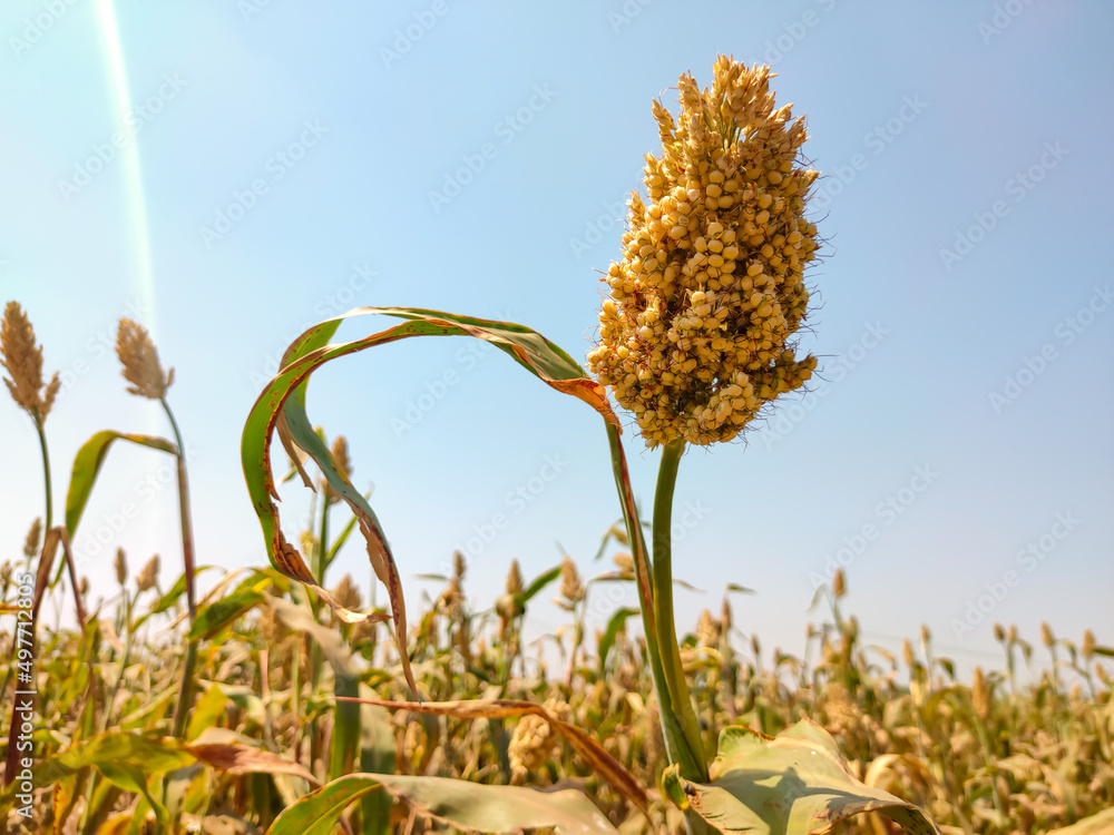 Fields of Juar, jowar , Sorghum crop ready for harvesting Stock Photo ...
