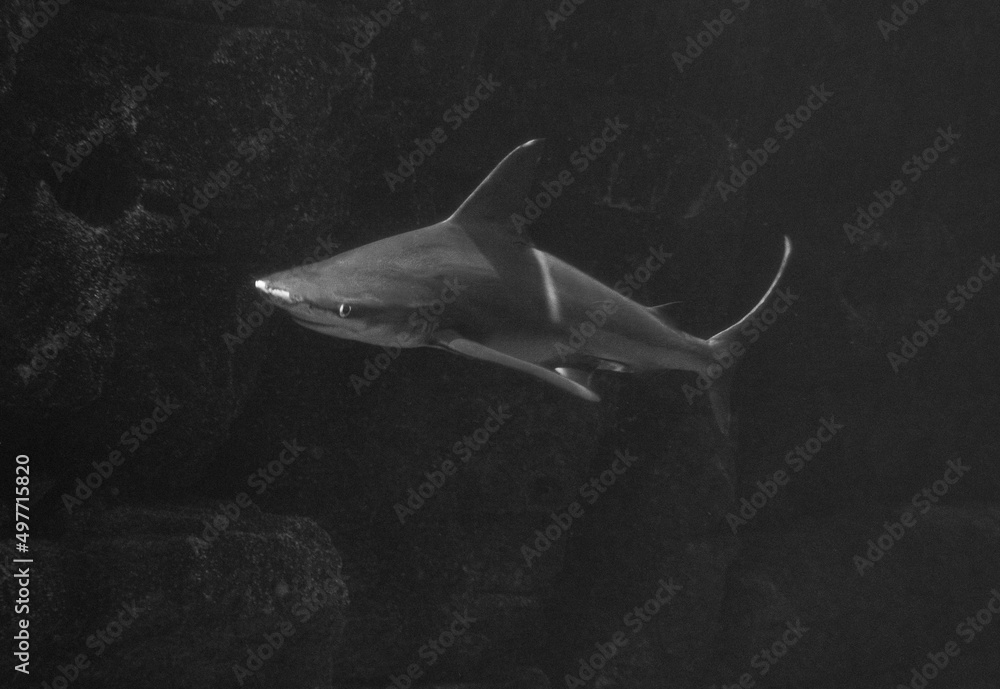 Sand Tiger Shark, seemingly floating in the air but really swimming in ...