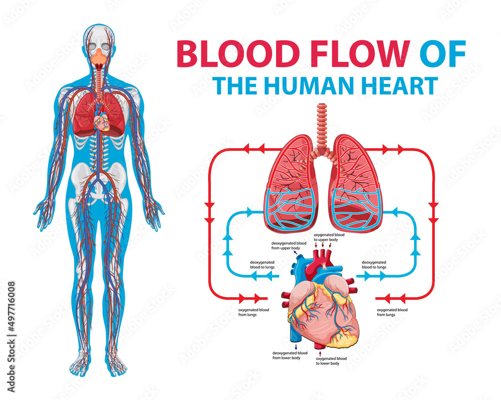 Diagram showing blood flow in human Stock Vector | Adobe Stock