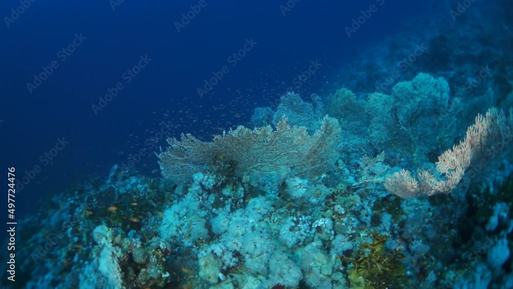 Slow motion underwater shot of teaming hard tropical coral reef top in ...