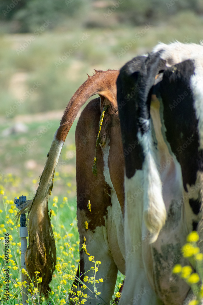 Rear view of a swiss cow pooping in the field Stock Photo | Adobe Stock