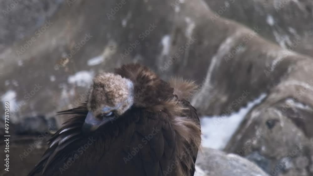 Slow motion. the portrait of the bird is the Andean condor. family ...