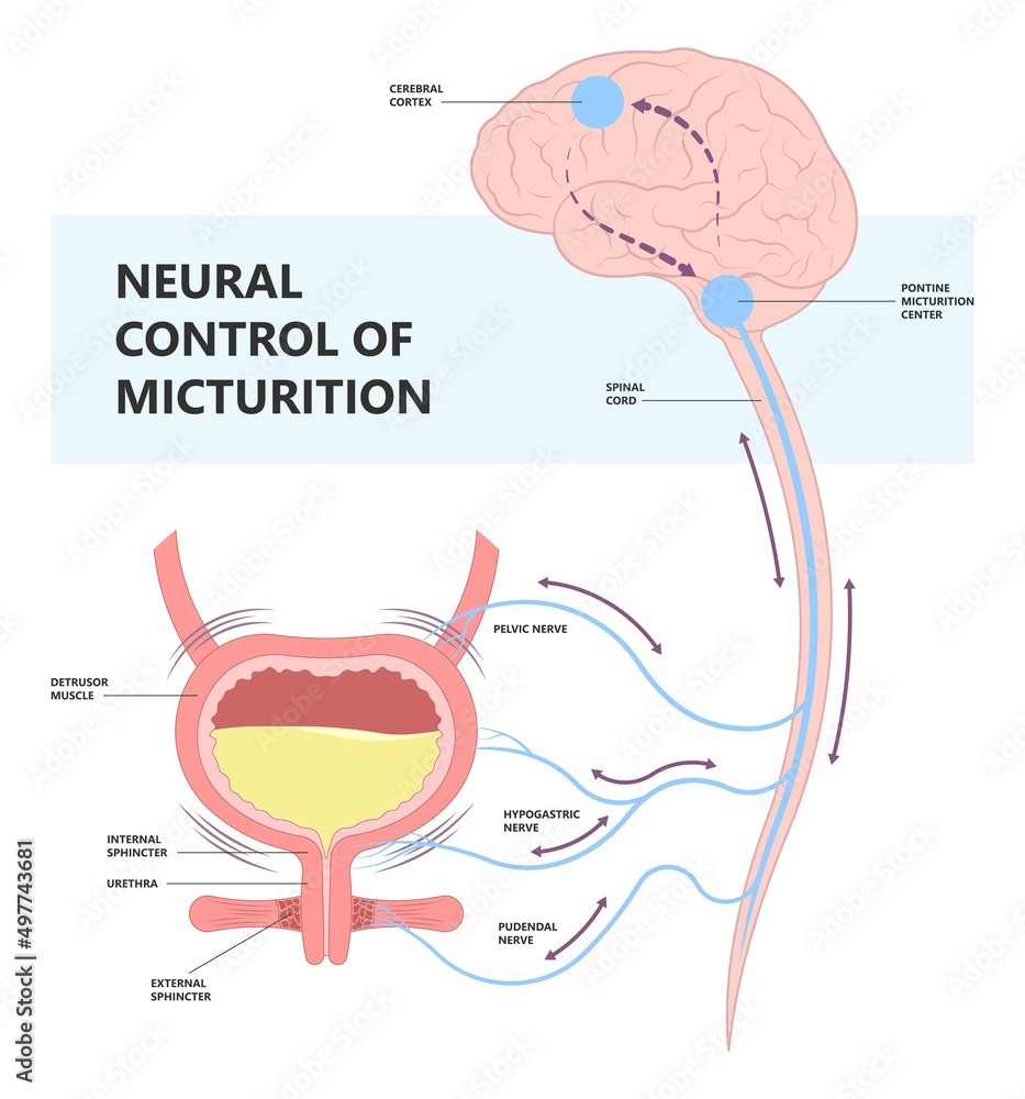 brain spasm urination tract urge pass urine of pelvic floor muscle ...