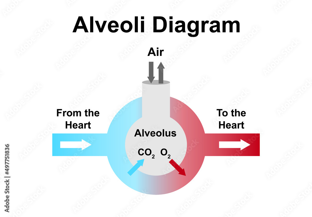 Scientific Designing of Alveoli Structure And Function. Alveolus Gas ...