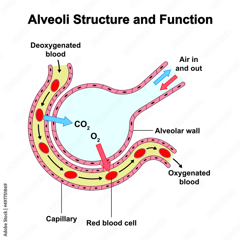 Scientific Designing Of Alveoli Structure And Function Alveolus Gas