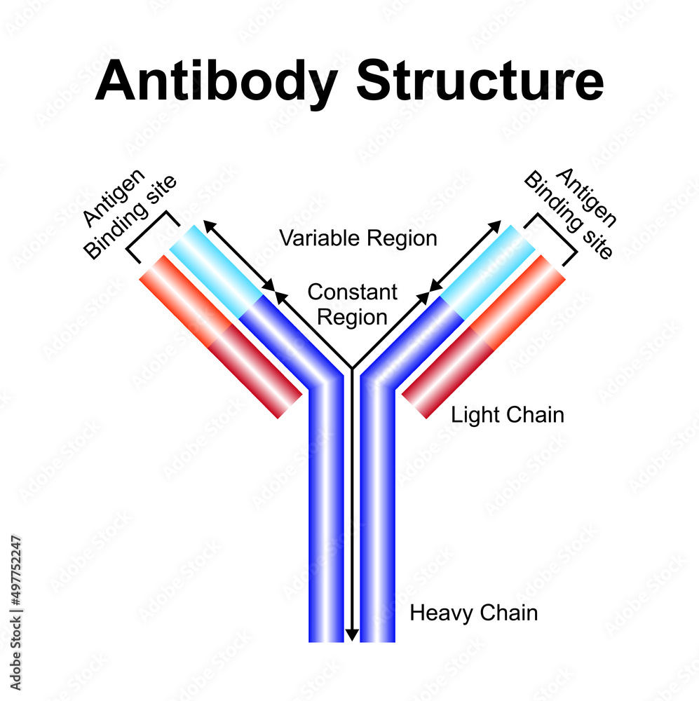 Antibody Structure