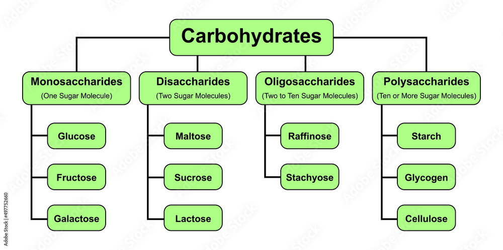 Carbohydrates Types. Carbohydrates And Its Types. Vector Illustration ...