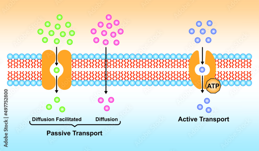 Scientific Designing Of Cellular Transport. Active And Passive ...