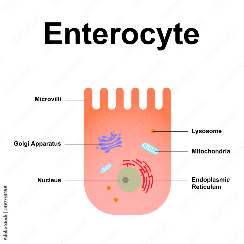 Scientific Designing Of Enterocyte Structure. The Intestinal Absorptive ...