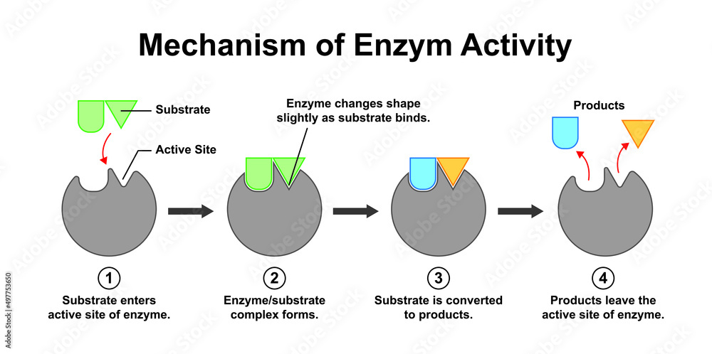 Scientific Designing Of Enzyme Function Mechanism. Vector Illustration ...