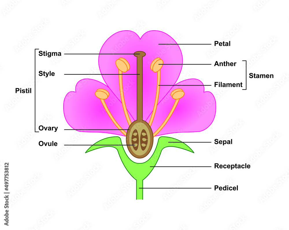 Scientific Designing of Flower Anatomy. Parts of Flower Structure ...