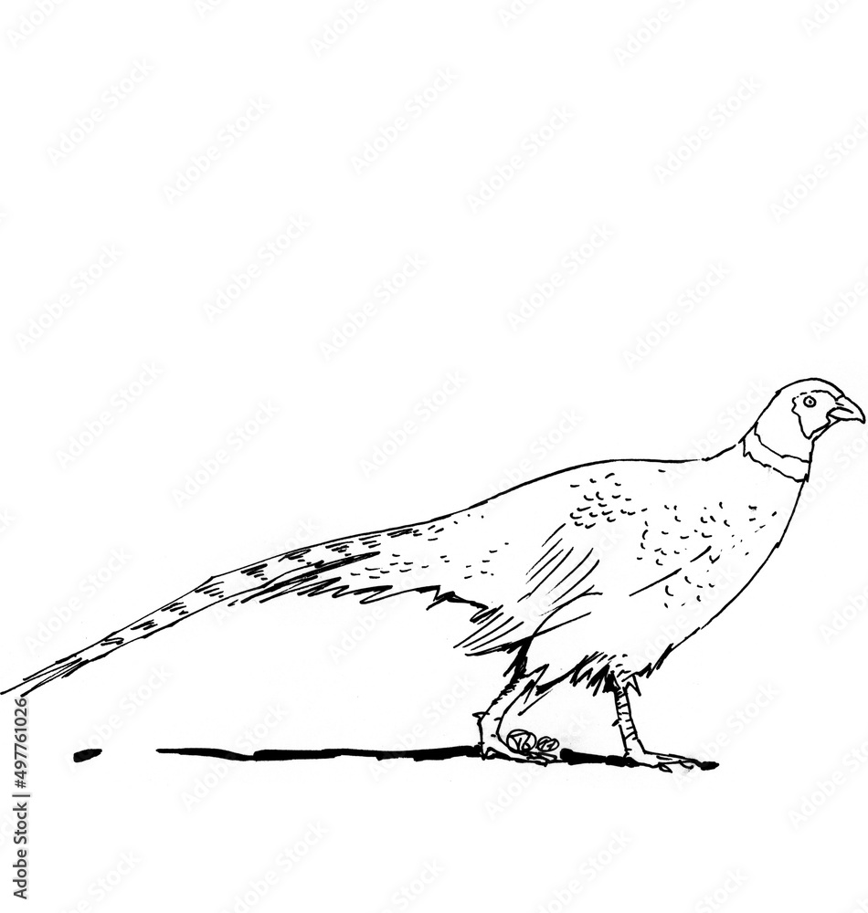 Wildtiere - Fasan, Strichzeichnung Stock Illustration | Adobe Stock