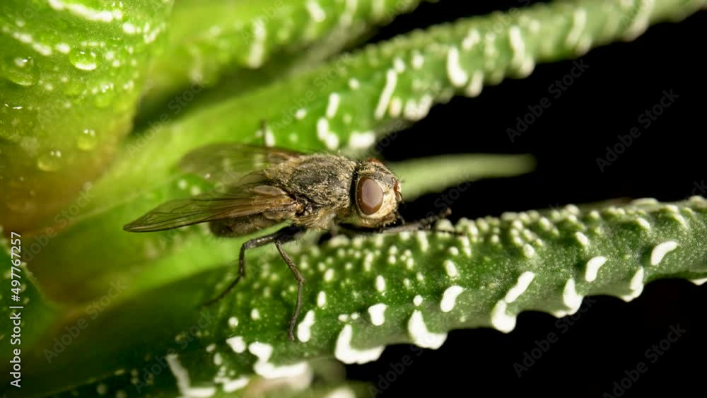 Gray winged fly insect sits on an evergreen succulent plant. Insect ...