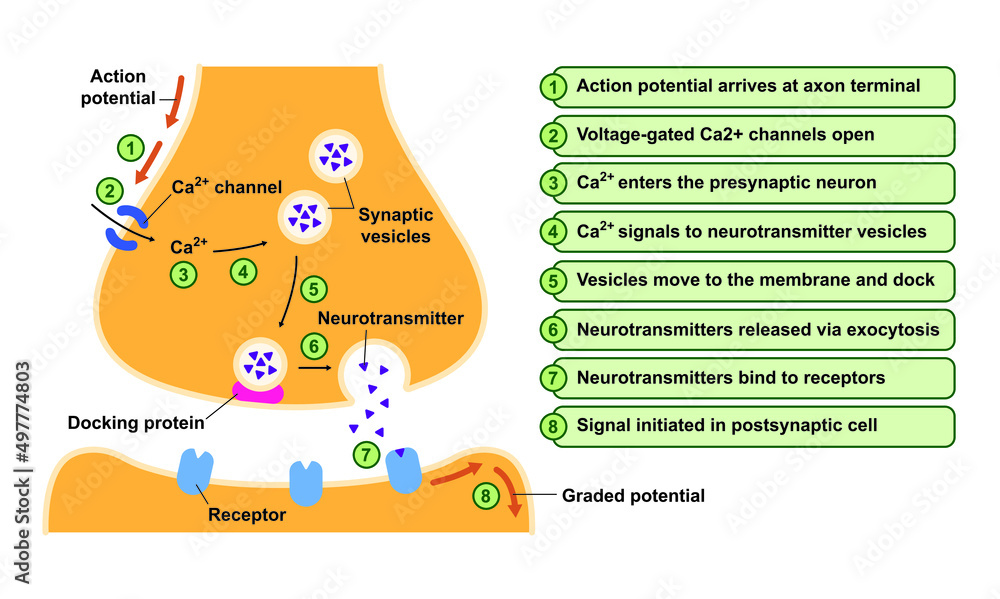 Scientific Designing of Synapse Structure. The Synaptic Transmission ... Scientific Designing of Synapse Structure. The Synaptic Transmission ...