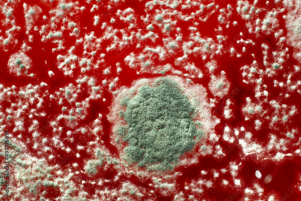 Mold on red liquid background, fungus background, bacteria on red ...