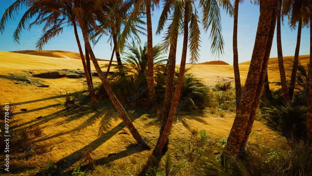 Palm trees of oasis in desert landscape Stock Video | Adobe Stock