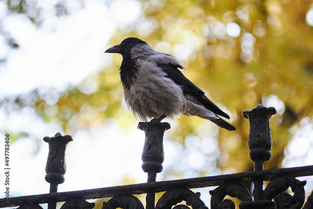 a black gray crow sits on a forged fence. A crow sits on an iron fence ...
