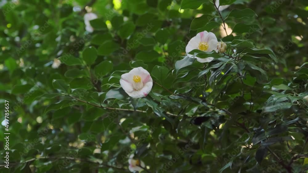 Camellia sinensis tree blooms in botanical garden, White Camellia ...