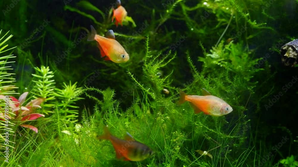 Vidéo Stock dwarf tetra fish shoal in dutch planted ryoboku aquascape ...
