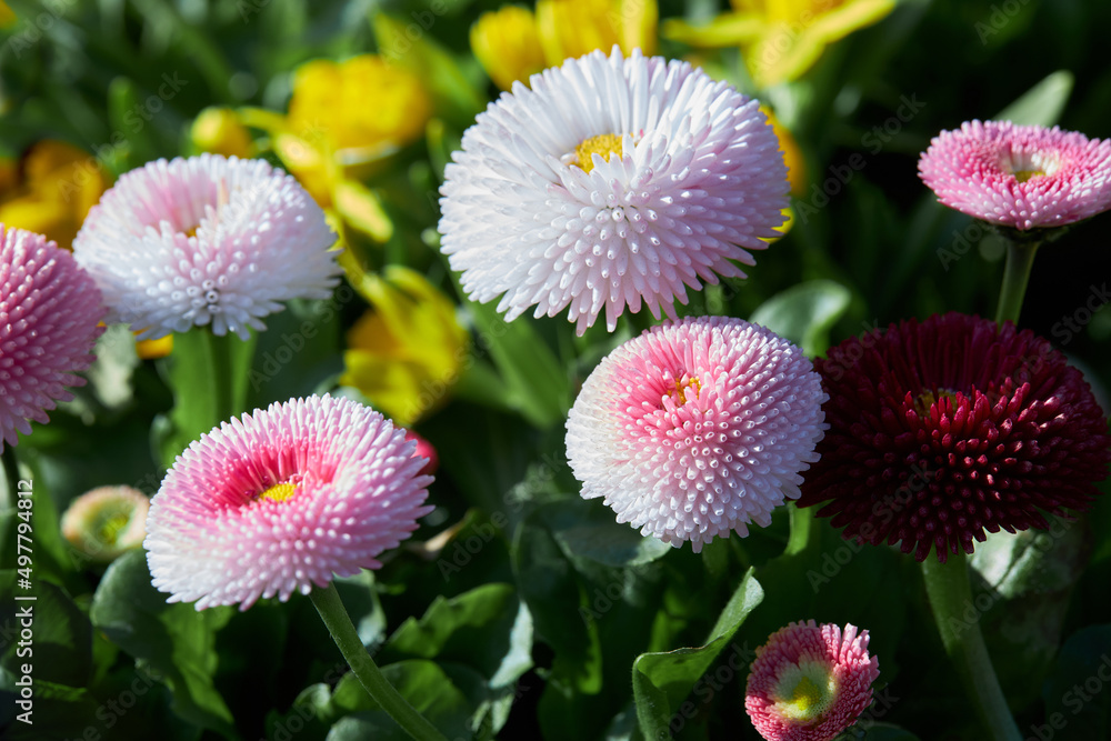 Bellis perennis pomponette (also called daisy bloom). Blooming ...