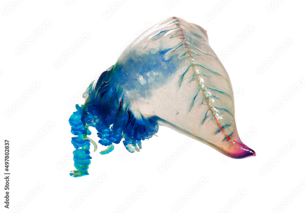 A Portuguese man-o-war, (Physalia physalis) This siphonophore is a ...