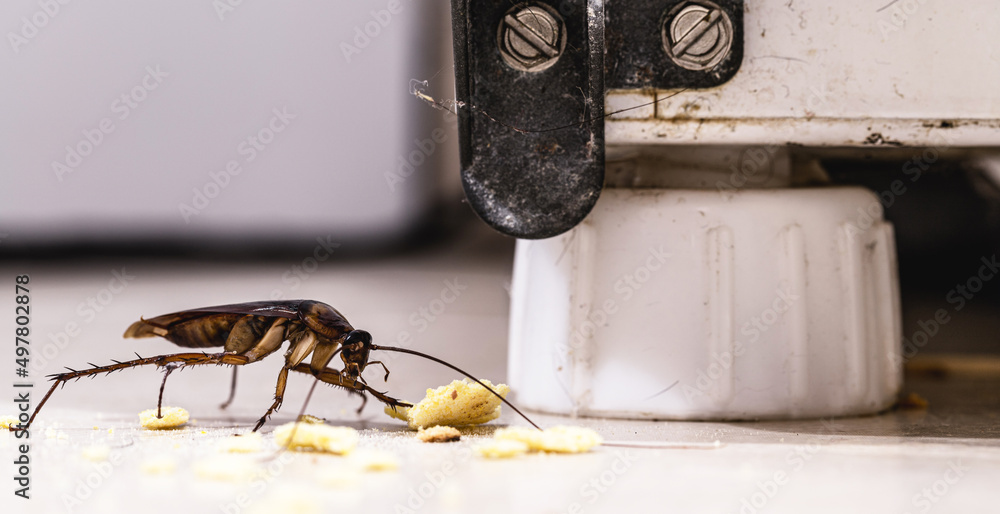 cockroach eating crumbs of food on the floor of a dirty kitchen, insect ...