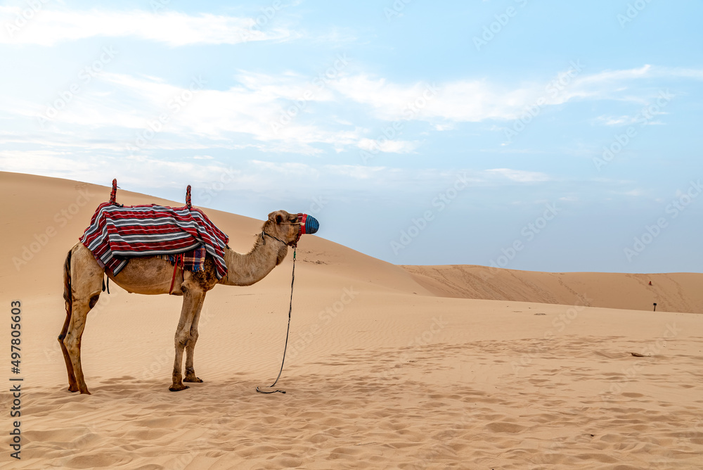 Camel standing in the desert Stock Photo | Adobe Stock