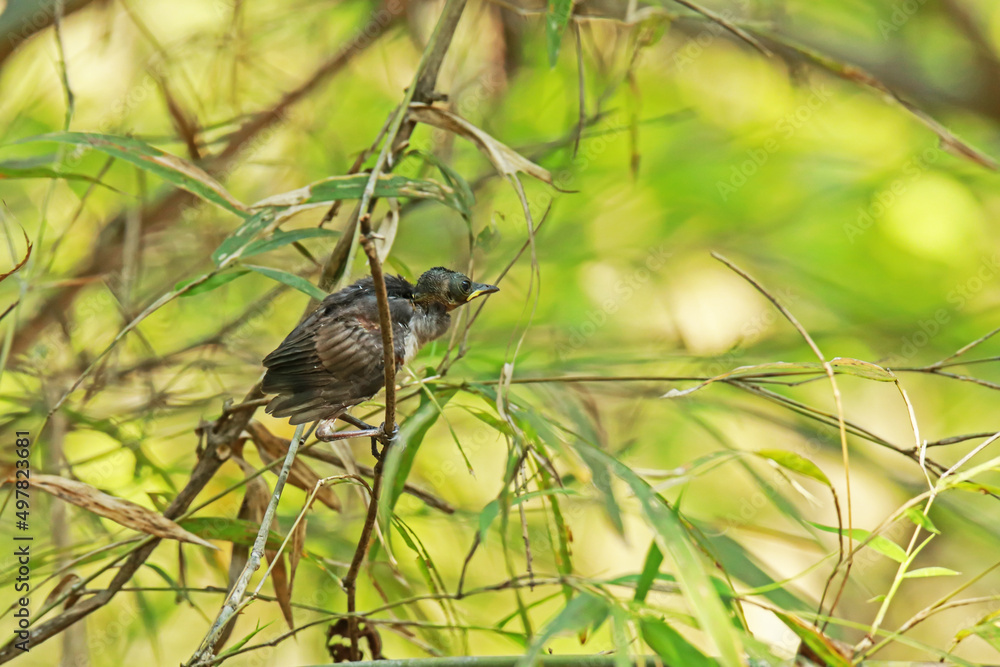 The baby of Black-naped Monarch in nature. Stock Photo | Adobe Stock
